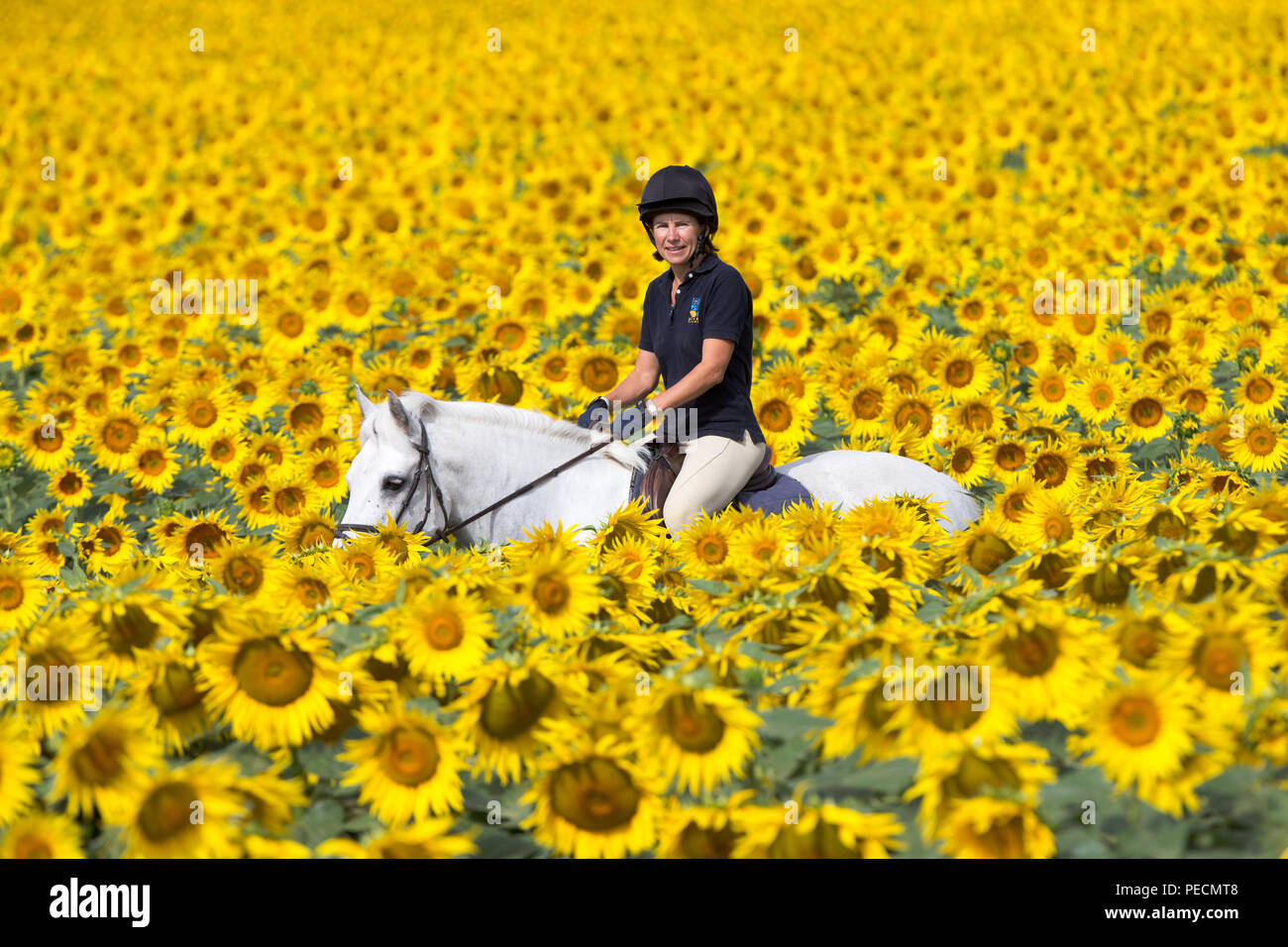 Joanna Golland riding on her horse Flo in a sunflower field near ...