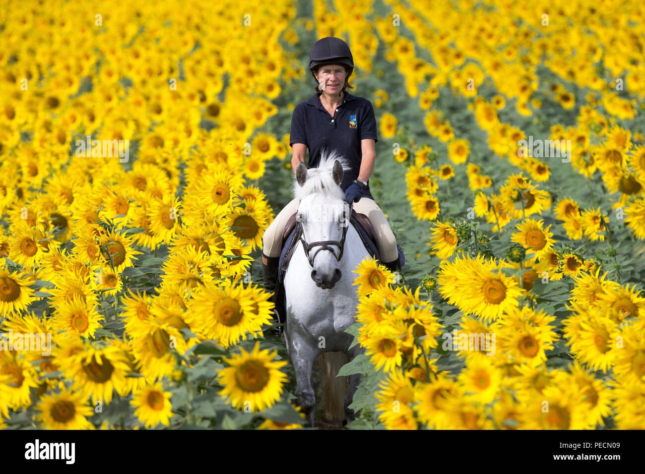 Joanna riding hi-res stock photography and images - Alamy