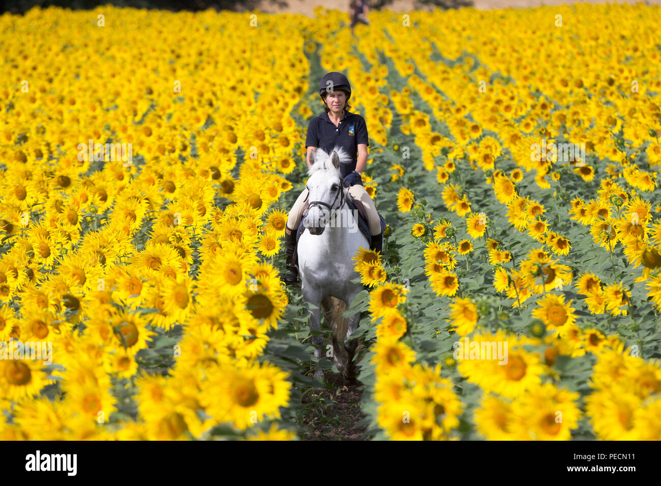 Joanna riding hi-res stock photography and images - Alamy