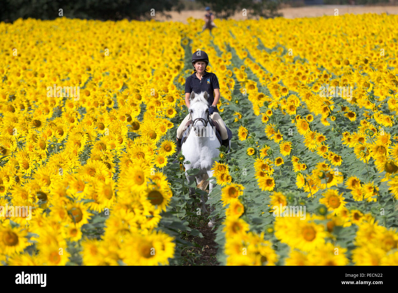 Joanna riding hi-res stock photography and images - Alamy