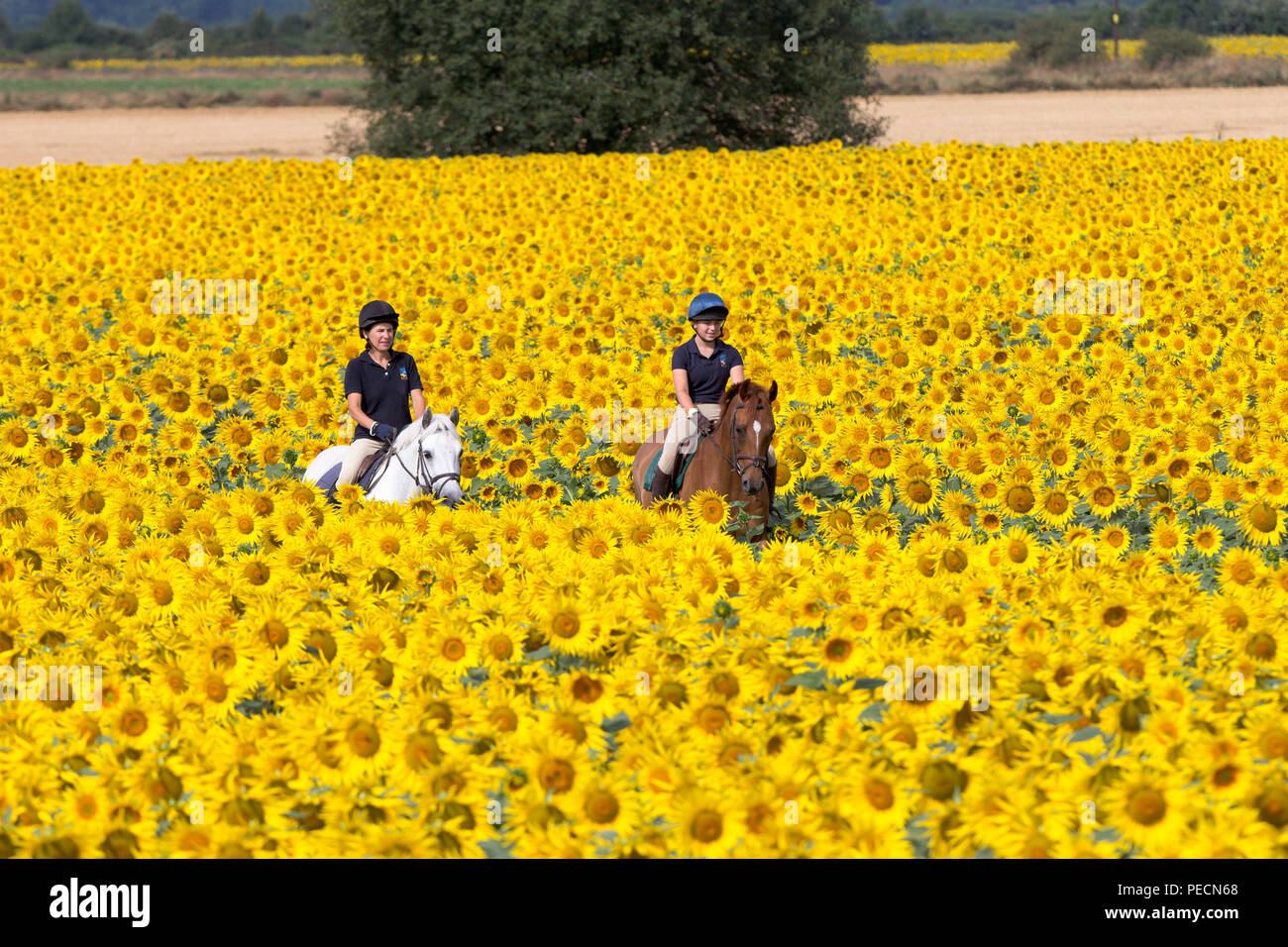 Joanna Golland riding on her horse Flo with her daughter Sophie on her ...