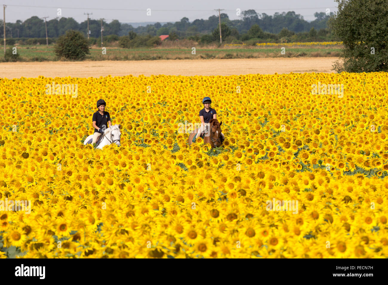 Joanna Golland riding on her horse Flo with her daughter Sophie on her ...