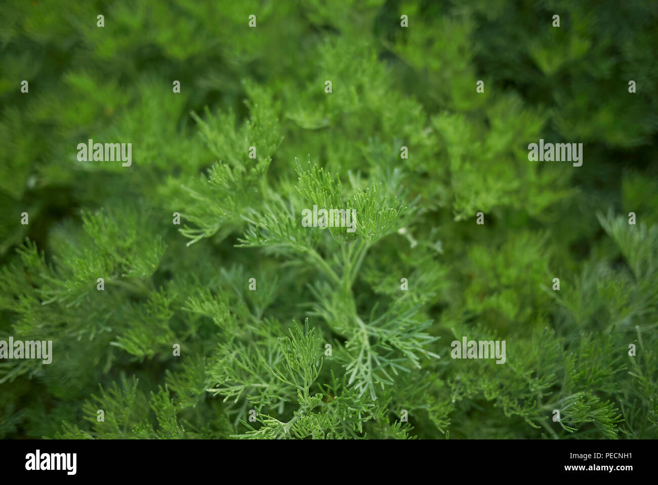 Artemisia abrotanum or southernwood hi-res stock photography and images ...
