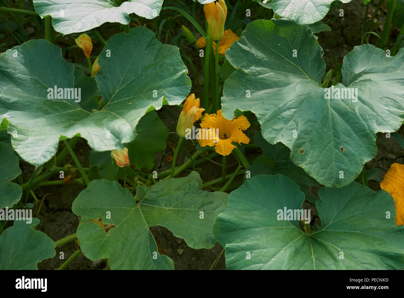 Cucurbita maxima flower hi-res stock photography and images - Alamy
