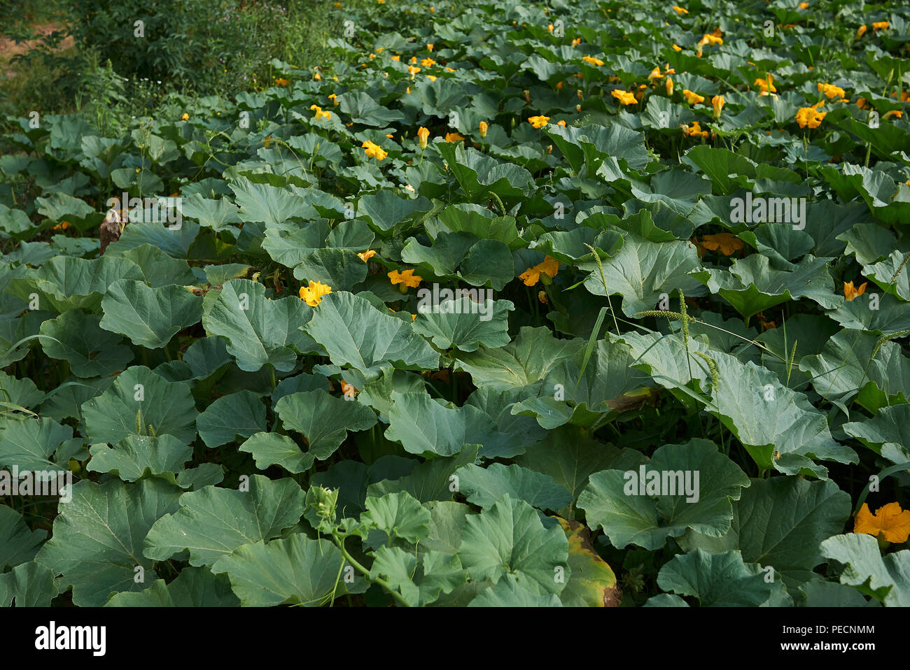 Cucurbita maxima flower hi-res stock photography and images - Alamy