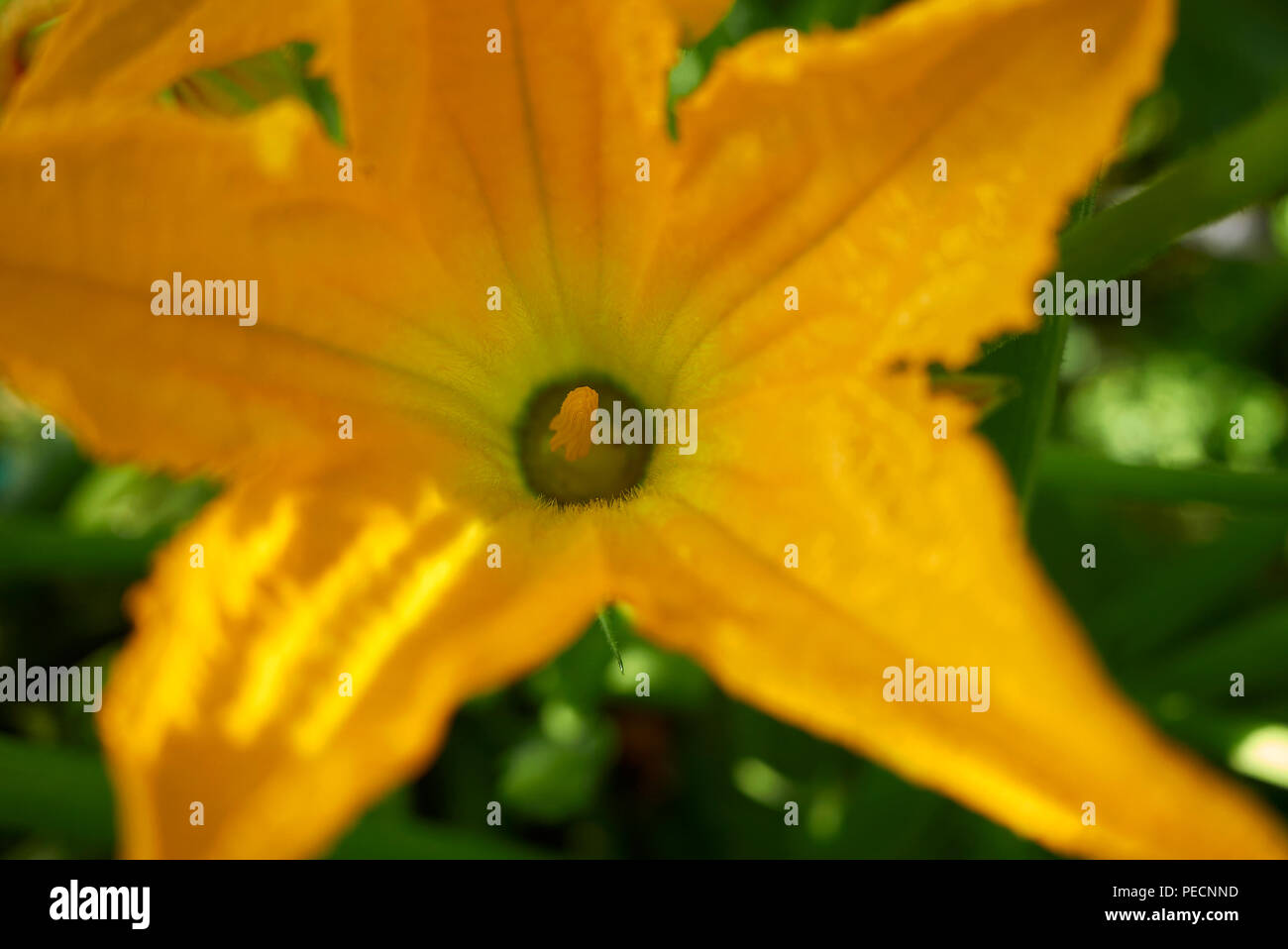 Botany cucurbitaceae marrow hi-res stock photography and images - Alamy