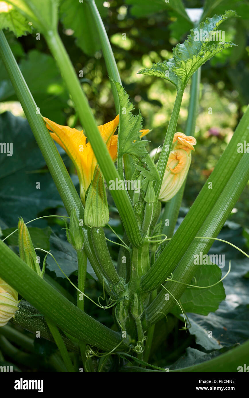 Cucurbita pepo botanical hi-res stock photography and images - Alamy