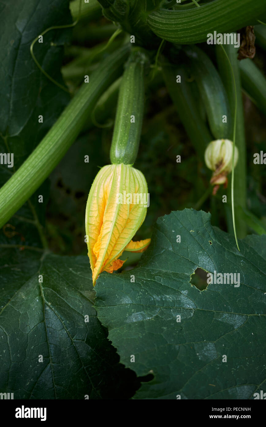 Botany cucurbitaceae marrow hi-res stock photography and images - Alamy