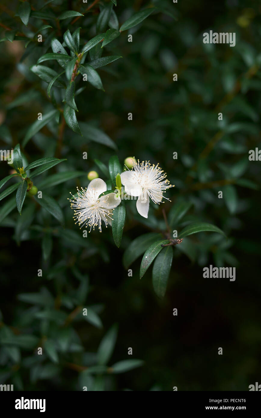 Myrtle flowers myrtus communis hi-res stock photography and images - Alamy