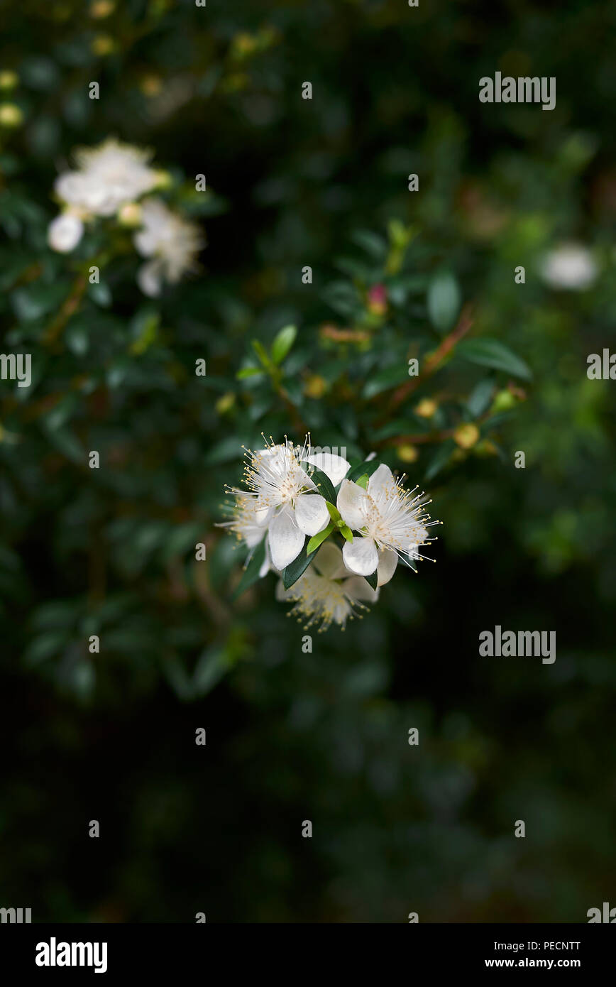 Myrtle myrtus communis flower hi-res stock photography and images - Alamy