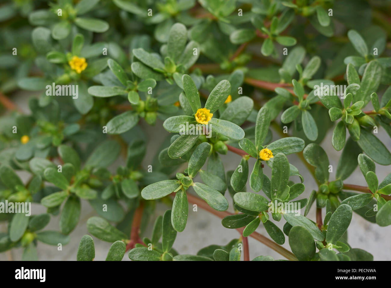 Portulaca oleracea hi-res stock photography and images - Alamy
