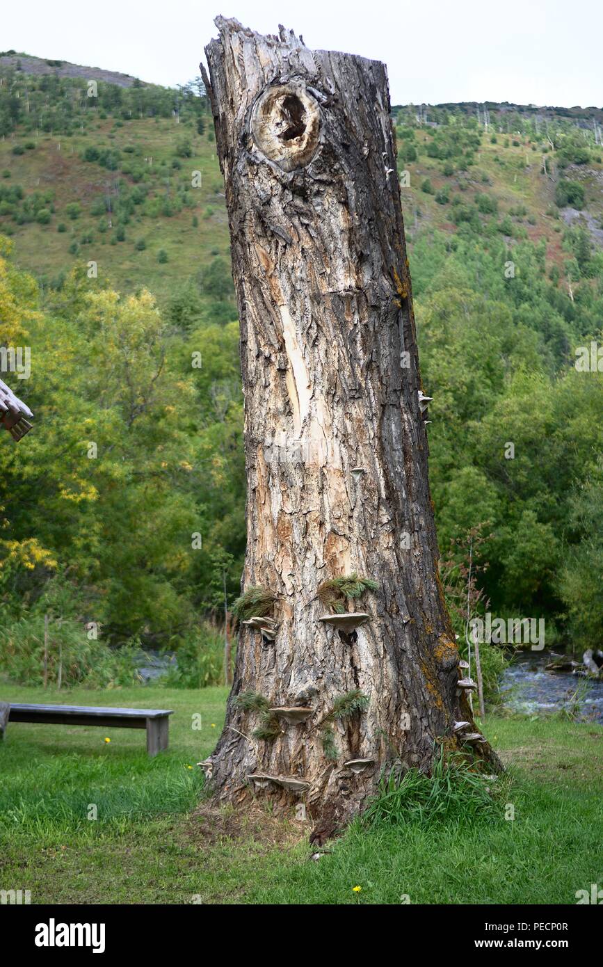 Stump decorated hi-res stock photography and images - Alamy