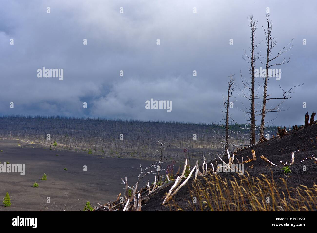 Dead sticks hi-res stock photography and images - Alamy