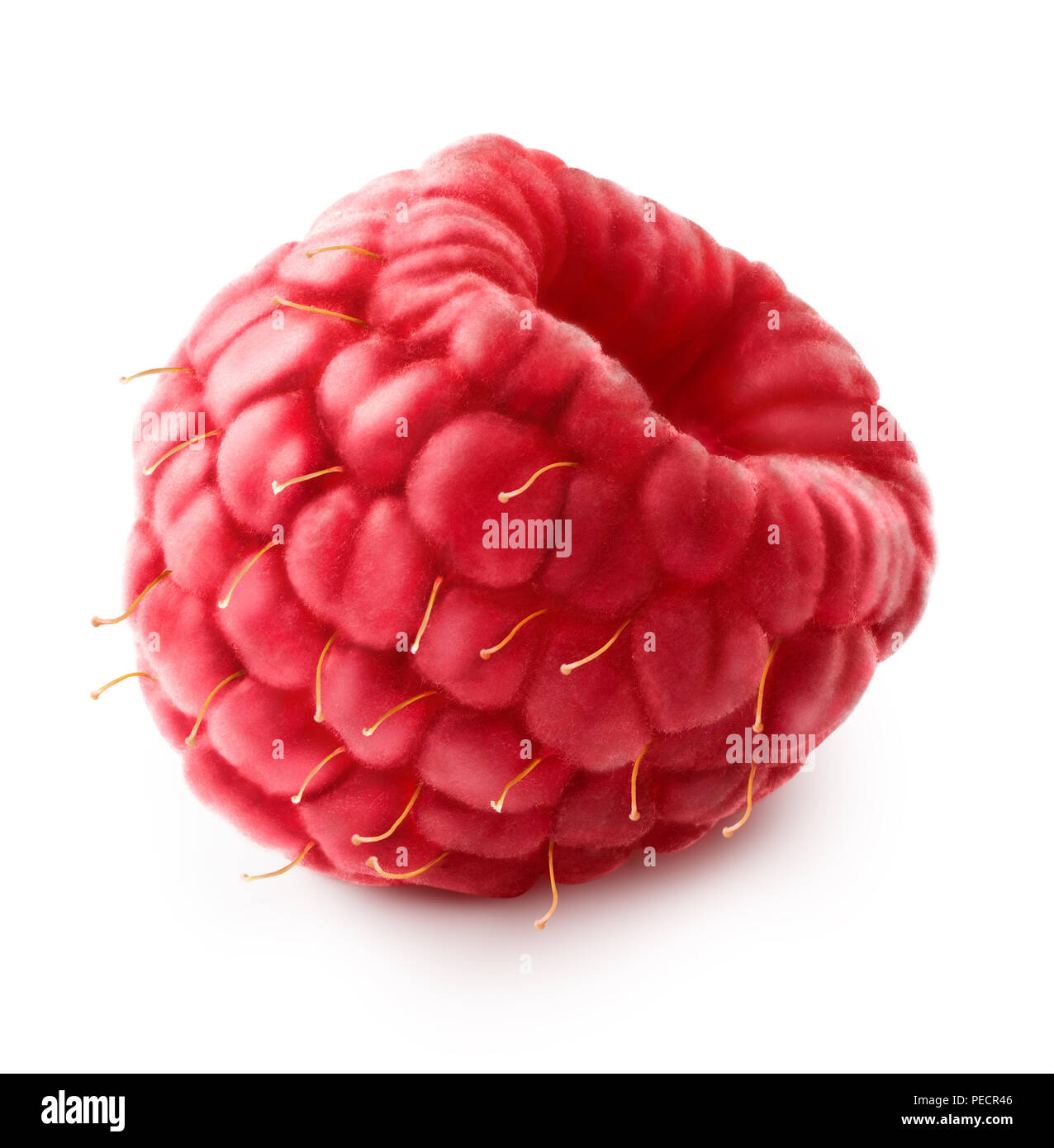 Isolated berry. One fresh raspberry fruit on white background with ...