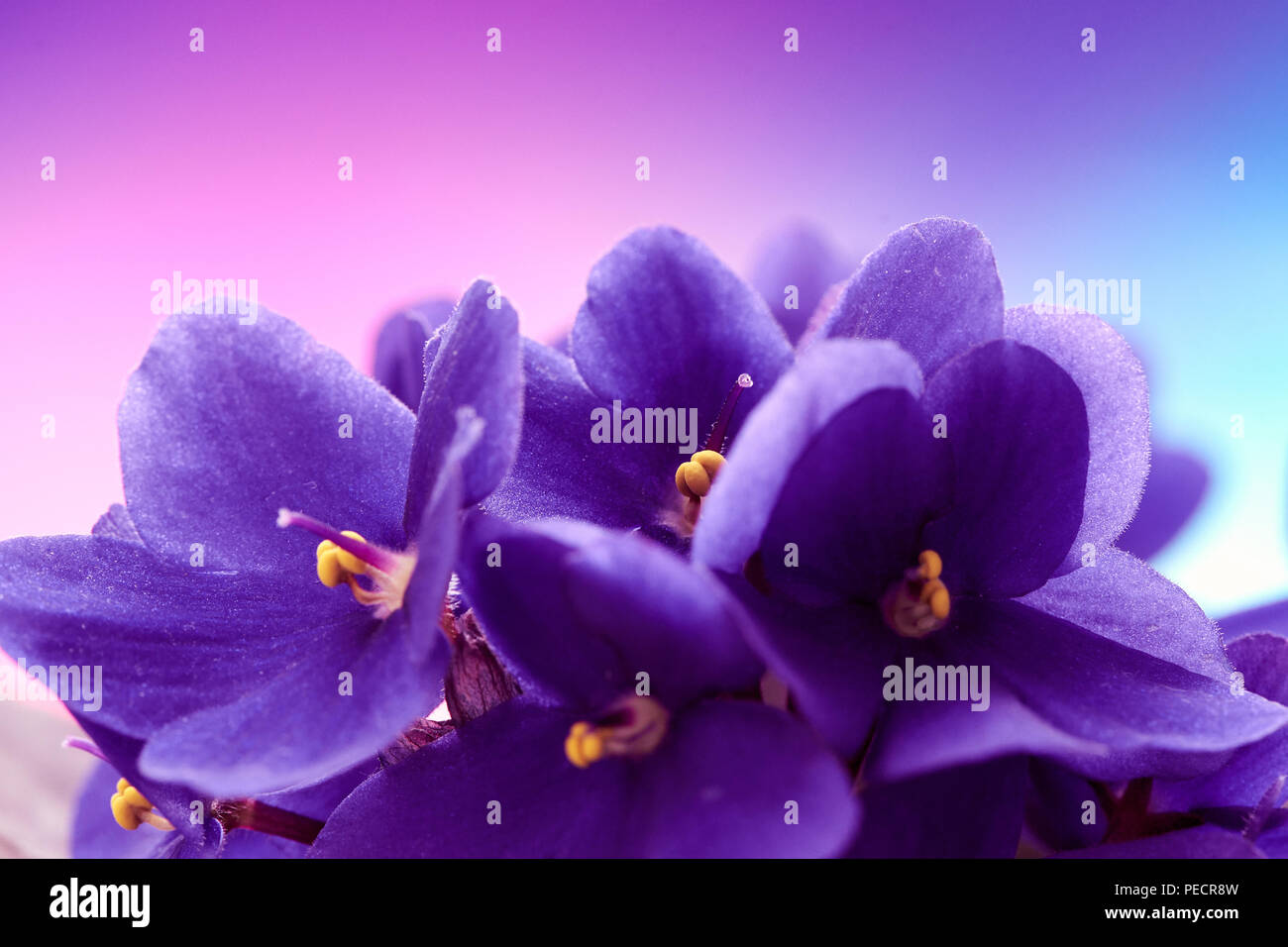 Violets Flower High Resolution Stock Photography and Images - Alamy