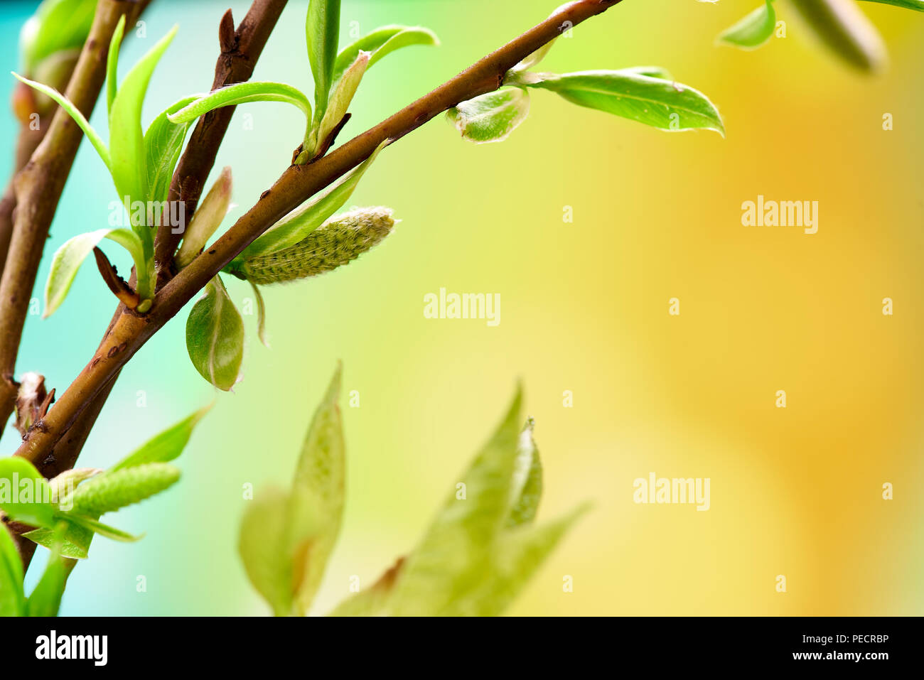 Plant stem texture hi-res stock photography and images - Alamy