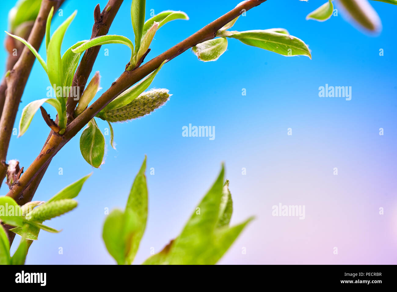 Beautiful spring background with green branch on colorful texture ...