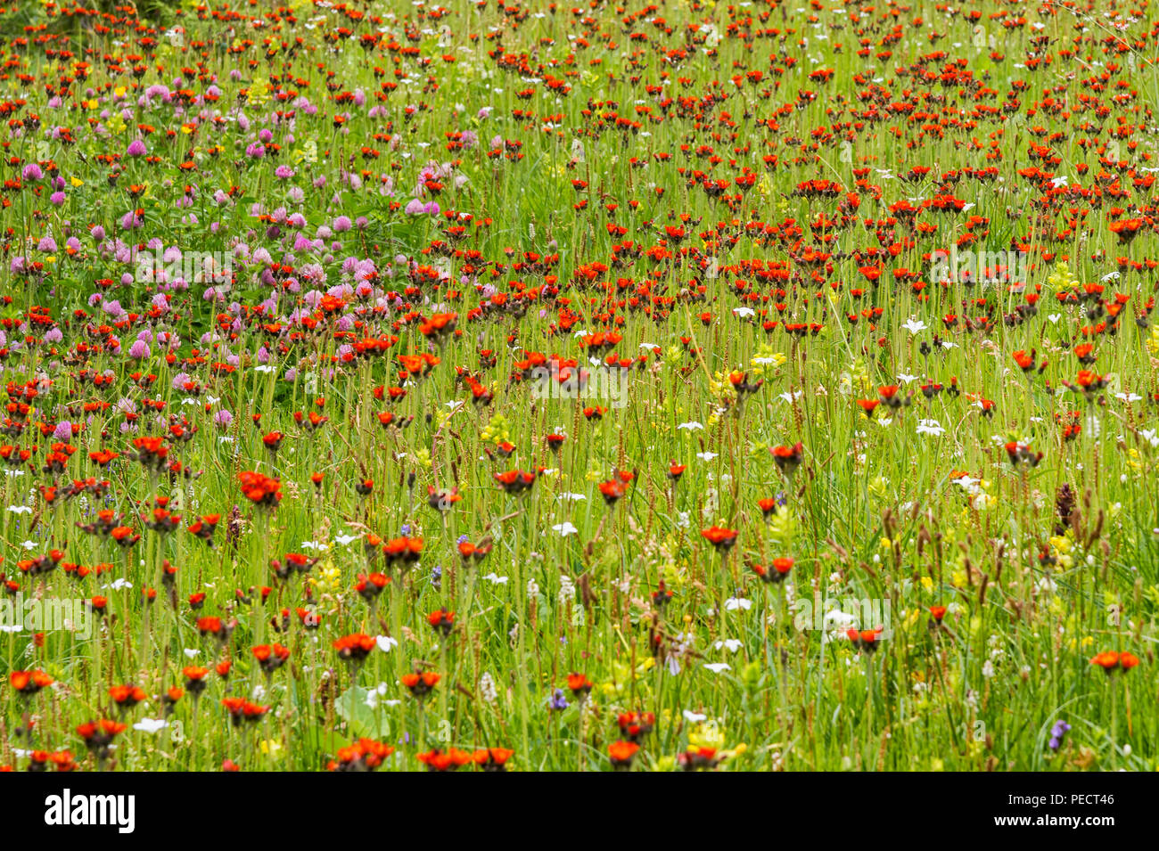 Meadow with wildflowers, Erigeron aurantiacus, Sary Jaz valley, Issyk ...