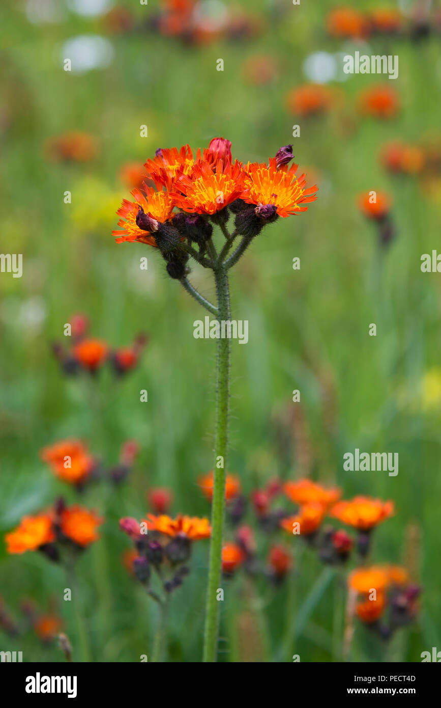 Erigeron aurantiacus, Sary Jaz valley, Issyk Kul region, Kyrgyzstan ...