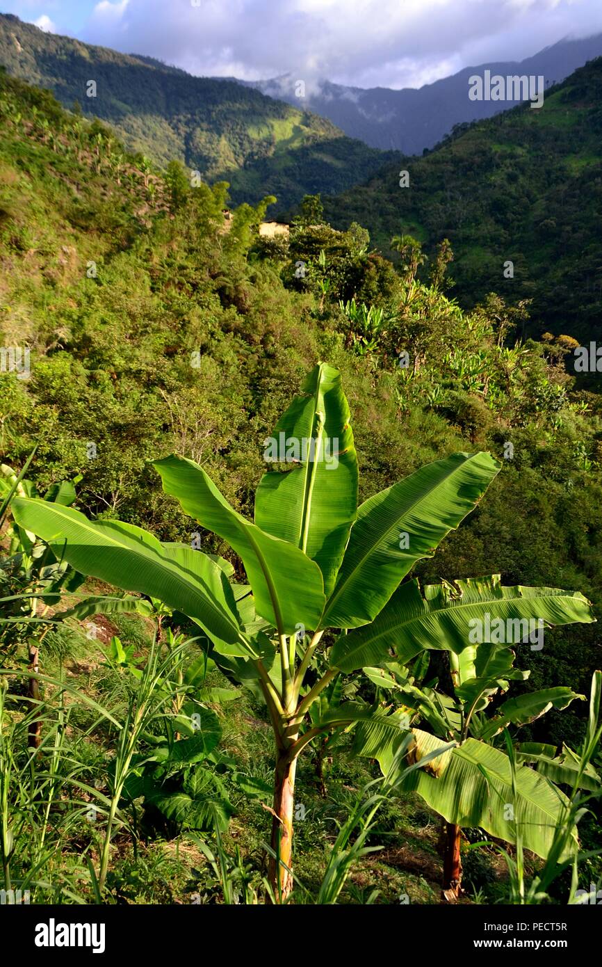 La zunga hi-res stock photography and images - Alamy