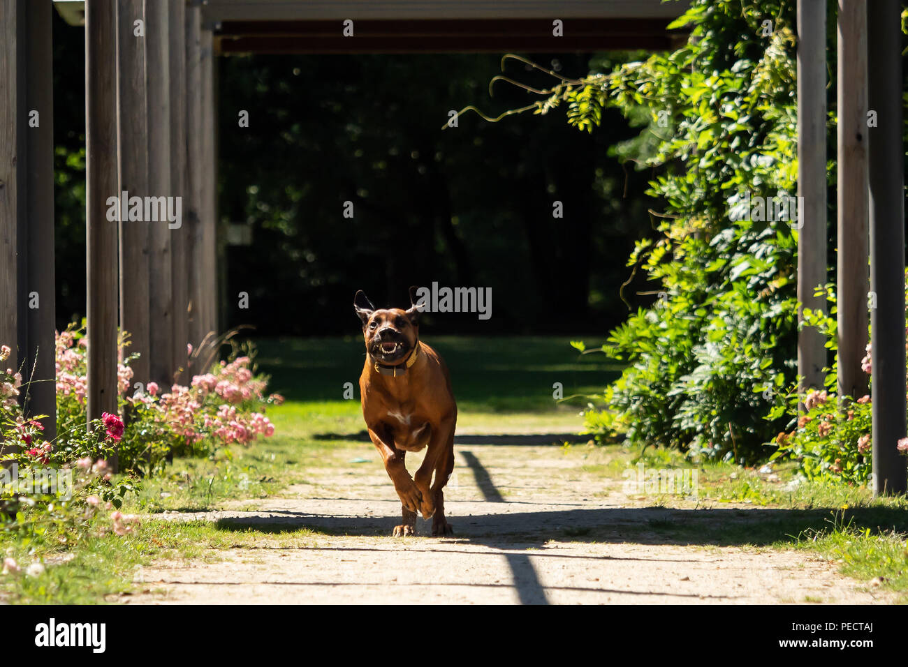 Rhodesian ridgeback africa hi-res stock photography and images - Alamy
