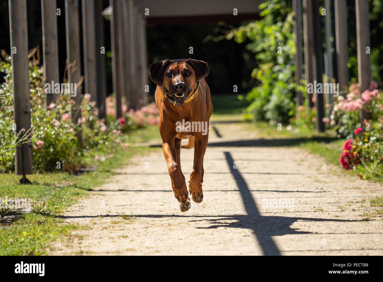 Rhodesian ridgeback africa hi-res stock photography and images - Alamy