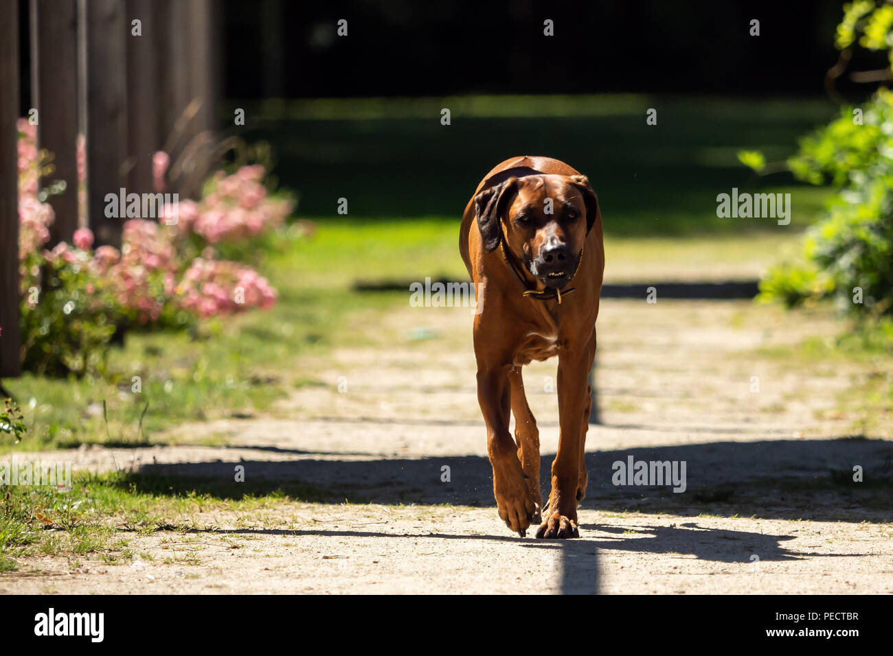 Rhodesian ridgeback africa hi-res stock photography and images - Alamy