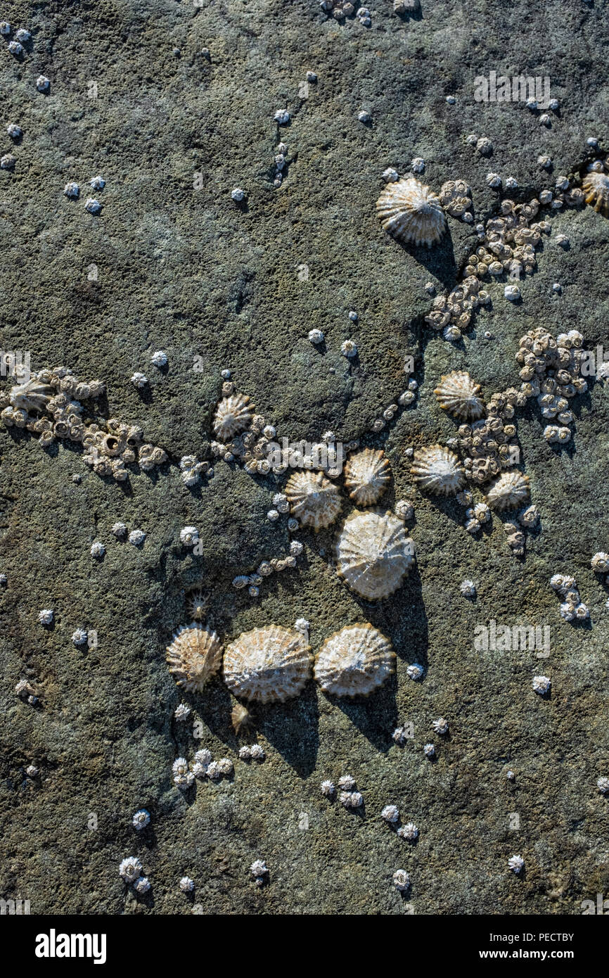 Limpets and Barnacles clinging to a rock face Stock Photo - Alamy