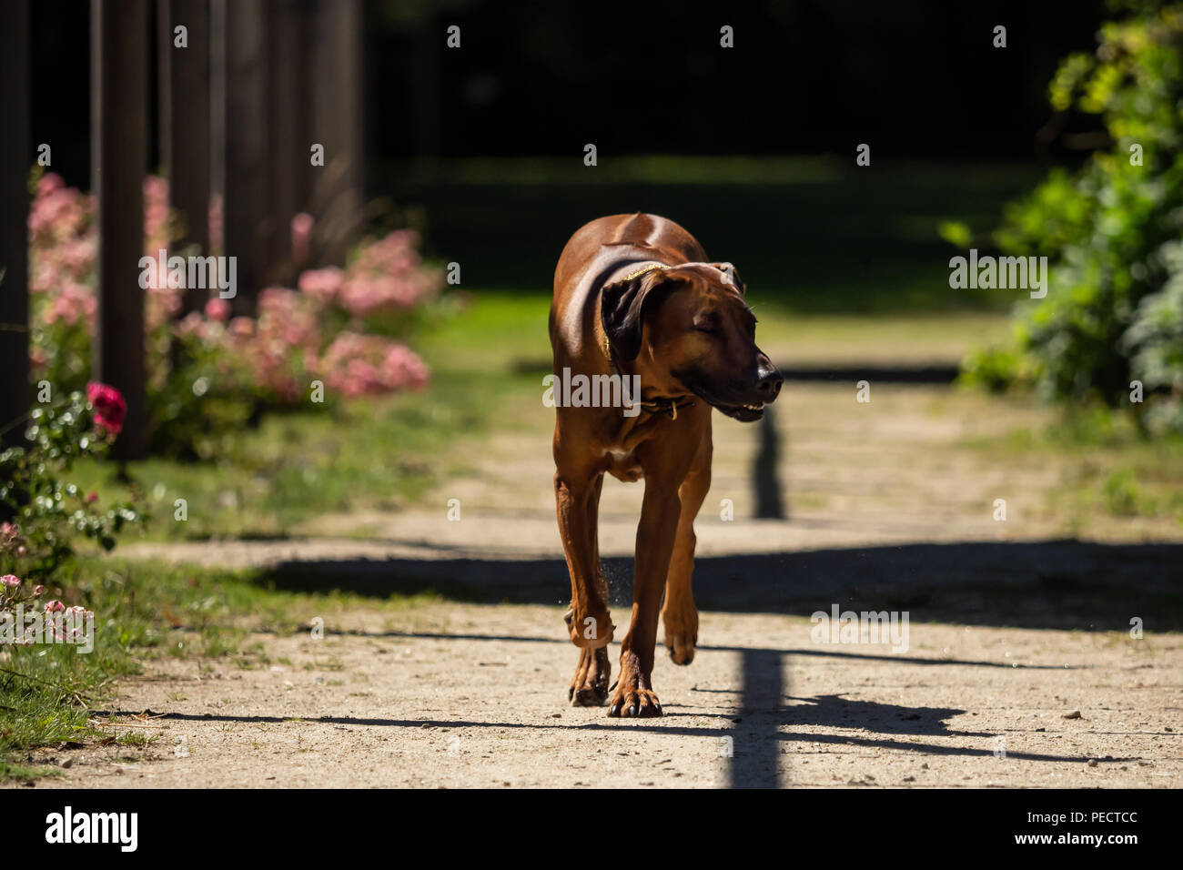 Rhodesian ridgeback africa hi-res stock photography and images - Alamy