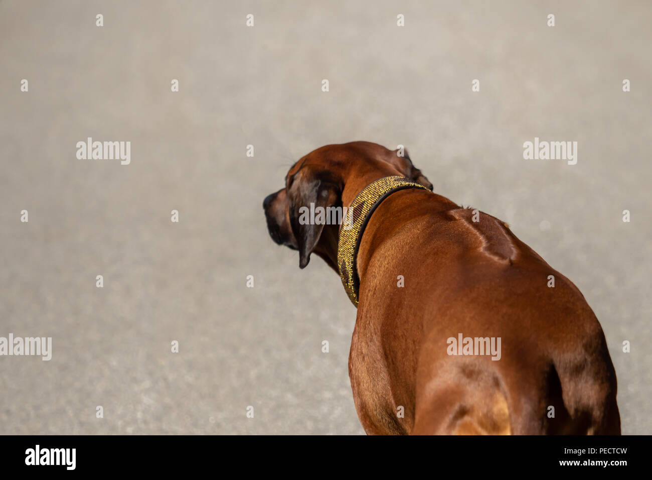 Dog from a breeder hi-res stock photography and images - Alamy