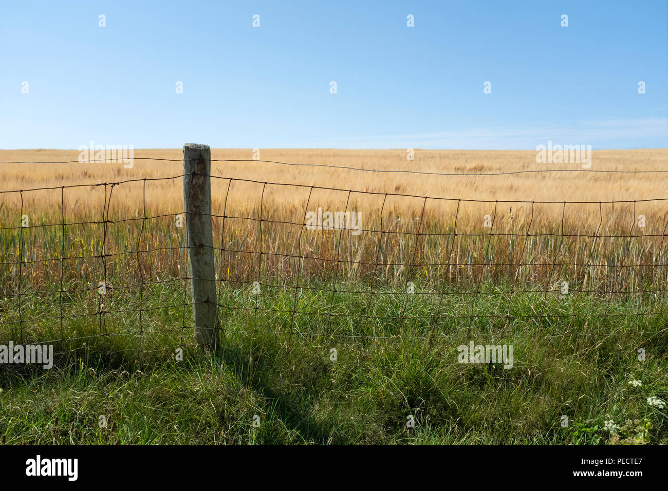 Fence around a corn field Stock Photo - Alamy