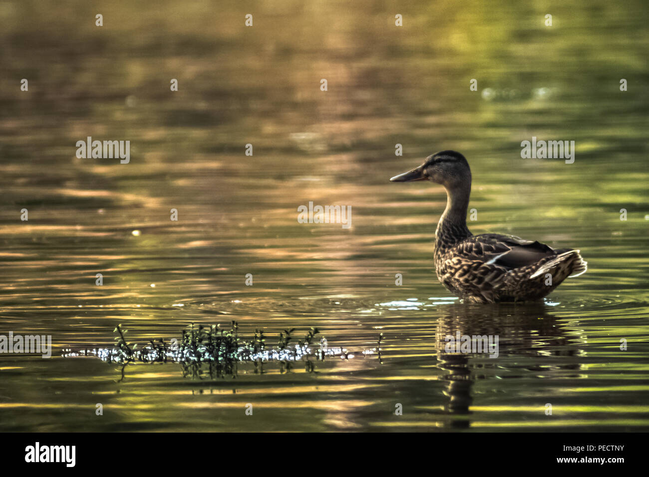 Mallard duck on the Yarkon river with green yellow background in the ...