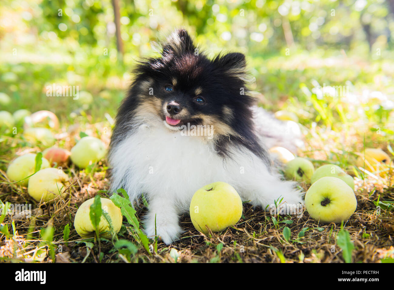 Pomeranian spitz dog on a walk under a tree with apples. Fluffy puppy ...