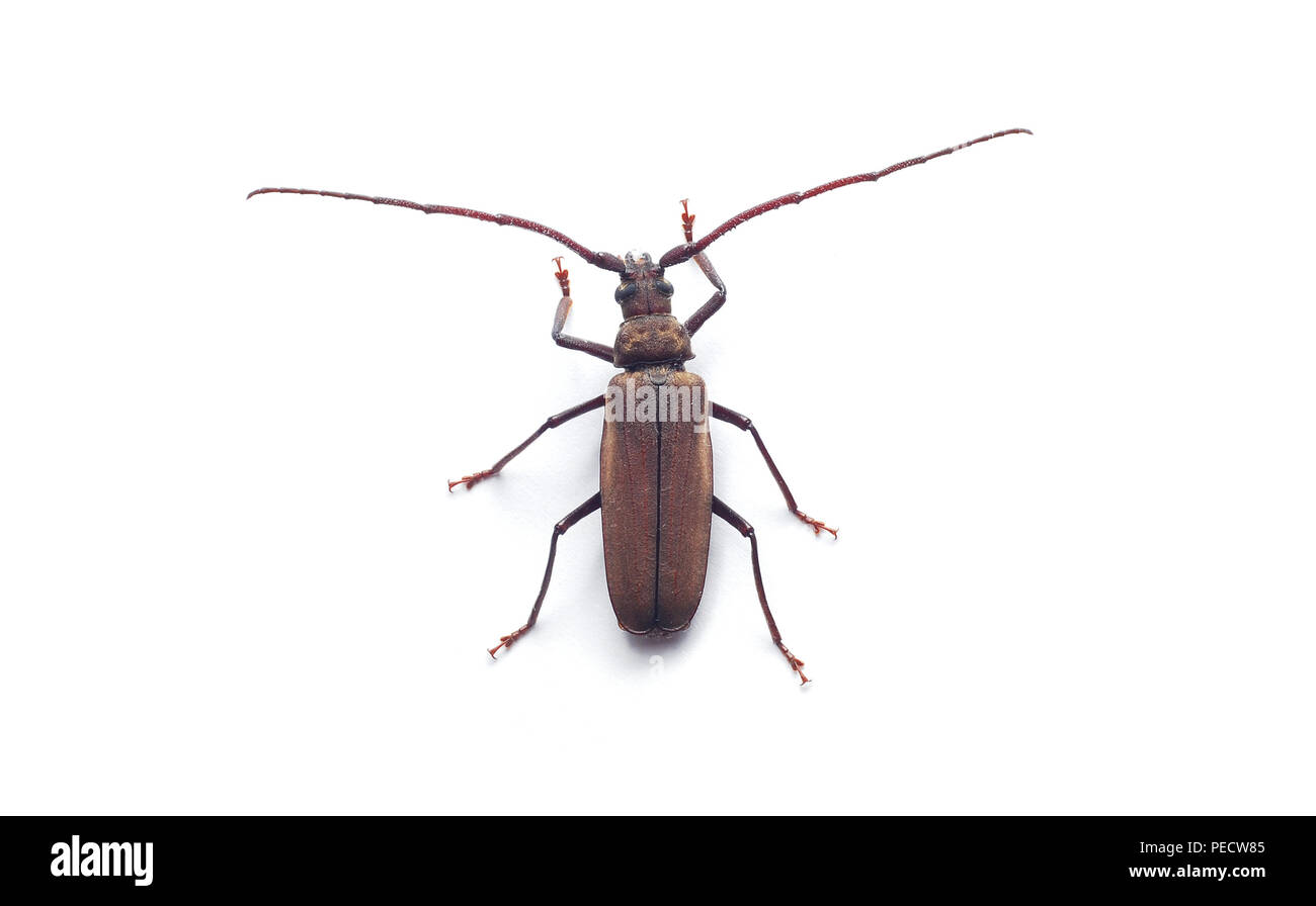 capricorn beetle isolated on white Stock Photo - Alamy