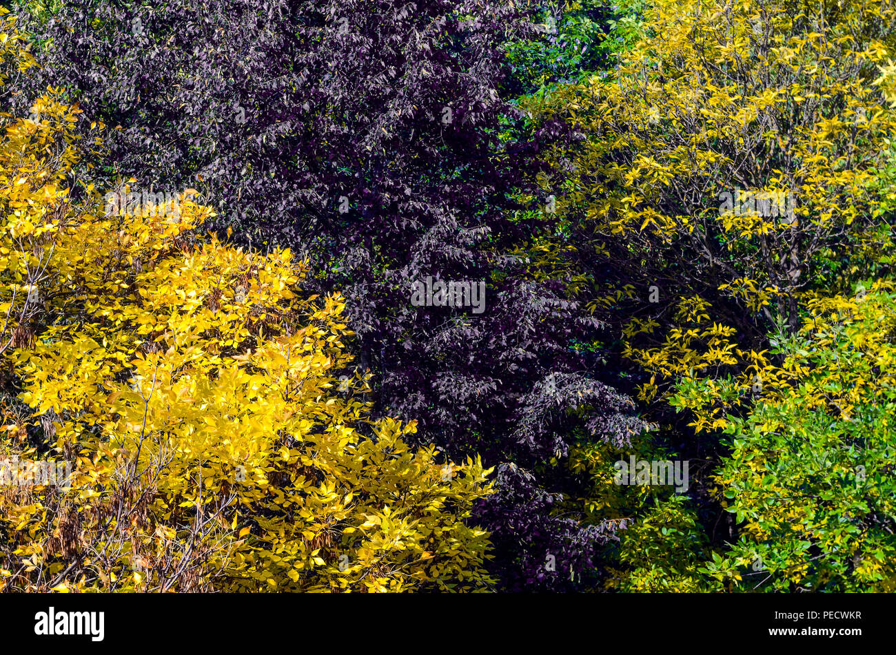 Forest in Autumn Colors View from Above. Crown forest texture ...