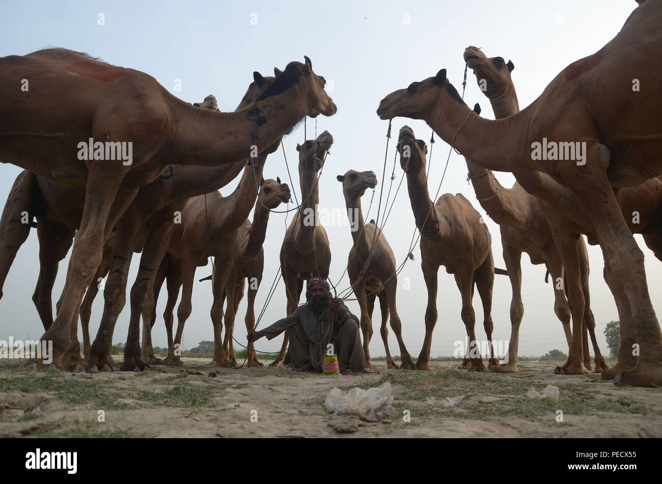 Lahore, Pakistan. 11th Aug, 2018. Pakistani vendors display sacrificial ...