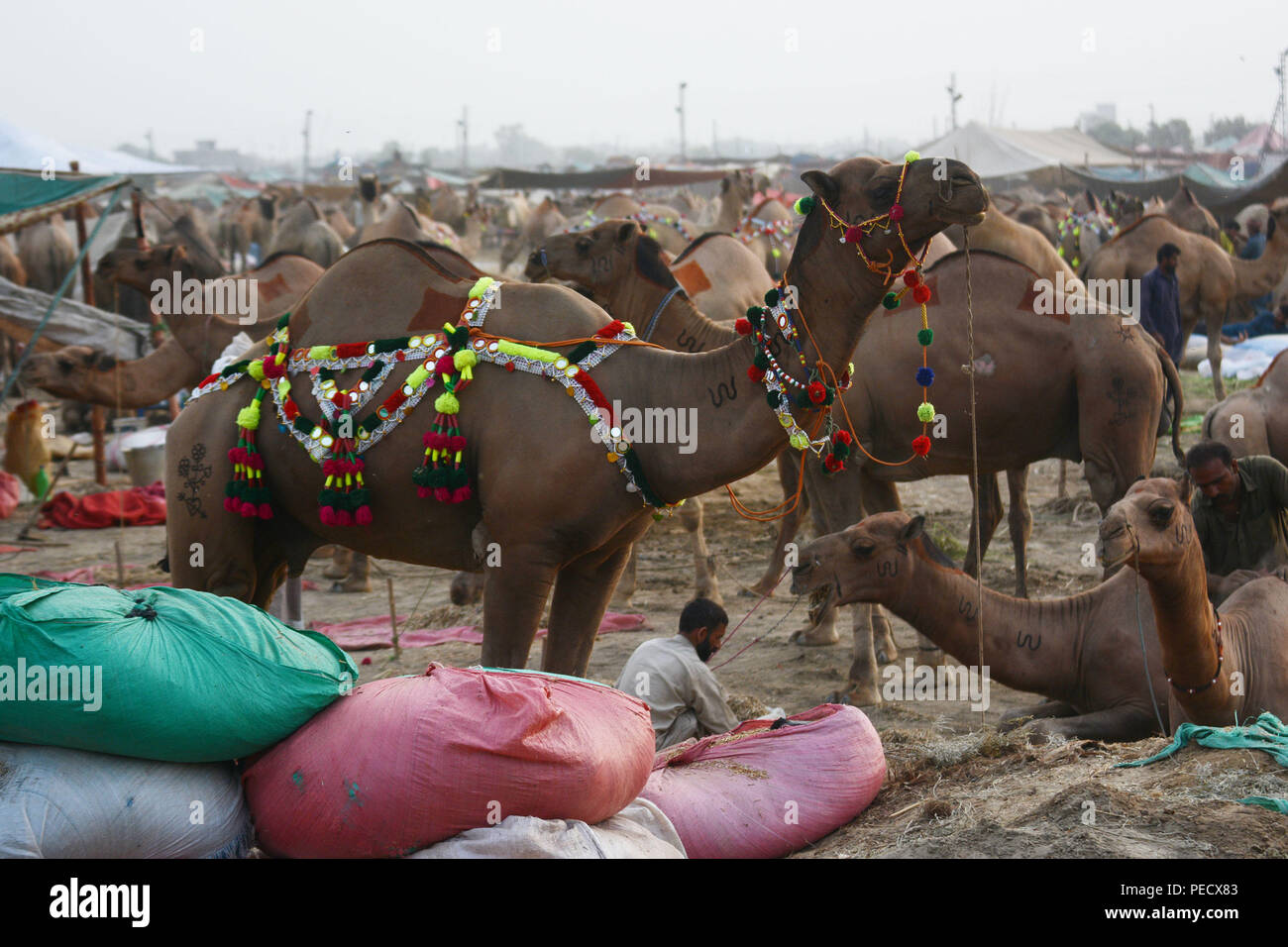 Lahore, Pakistan. 11th Aug, 2018. Pakistani vendors display sacrificial ...