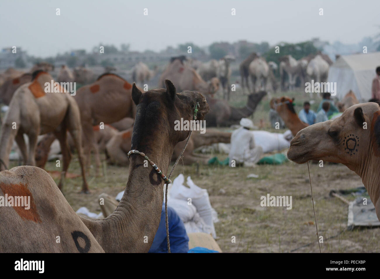 Lahore, Pakistan. 11th Aug, 2018. Pakistani vendors display sacrificial ...