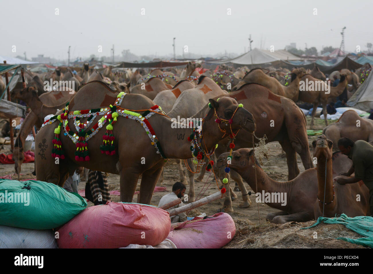 Lahore, Pakistan. 11th Aug, 2018. Pakistani vendors display sacrificial ...