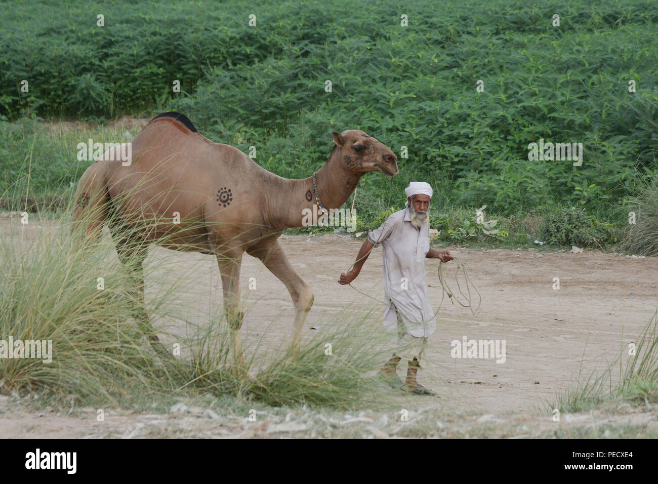 Lahore, Pakistan. 11th Aug, 2018. Pakistani vendors display sacrificial ...