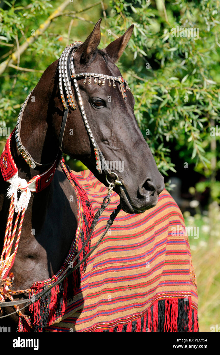 Teke Horse Tack