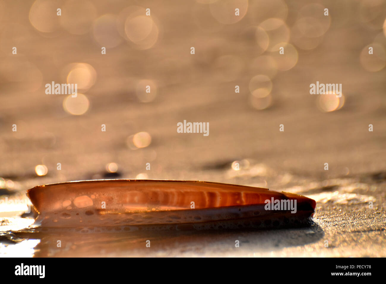 Razor shells image hi-res stock photography and images - Alamy