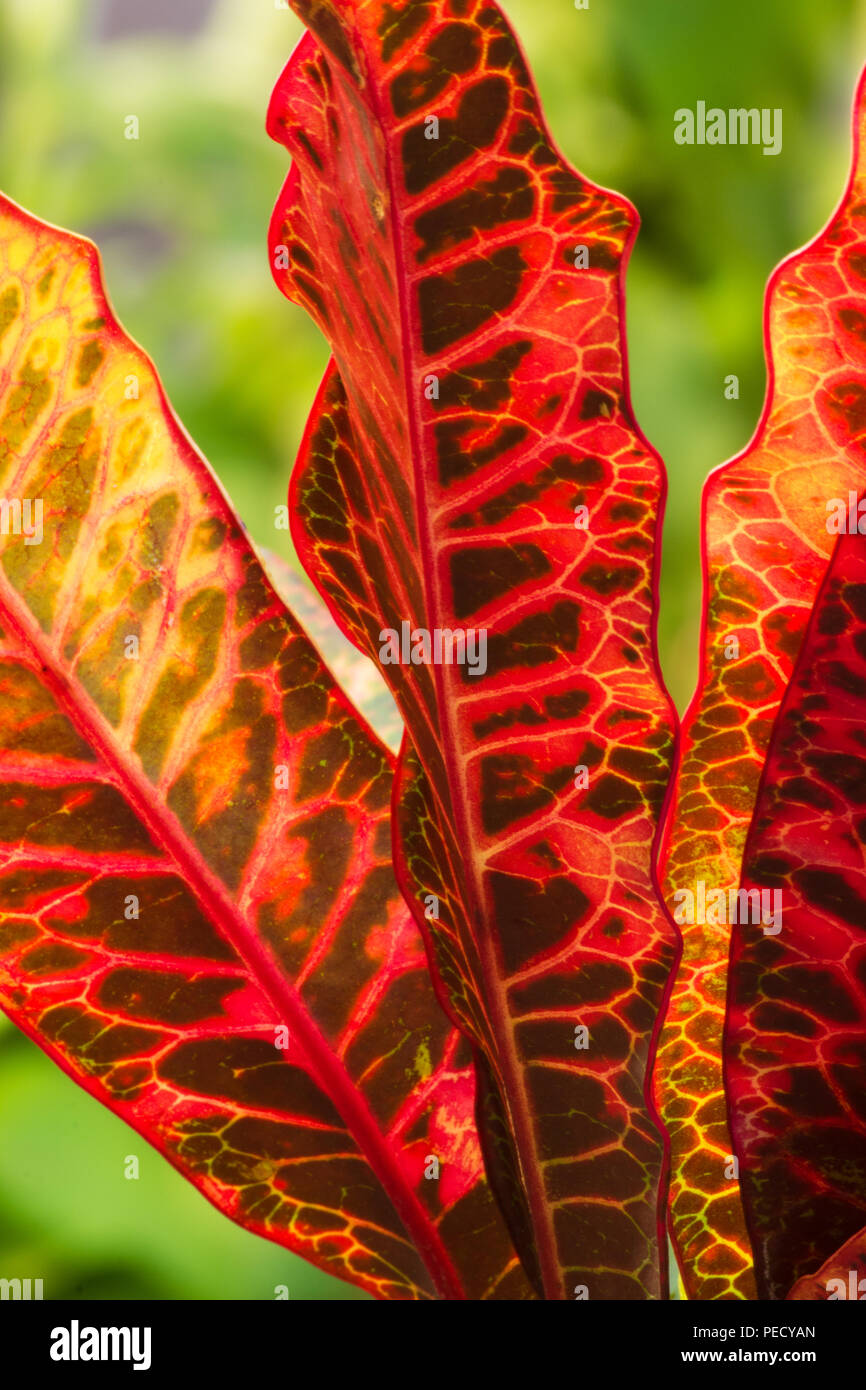 Red croton leaf hi-res stock photography and images - Alamy
