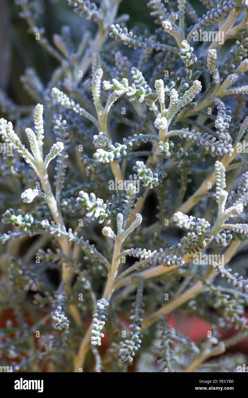 Lavender cotton on natural background Stock Photo - Alamy