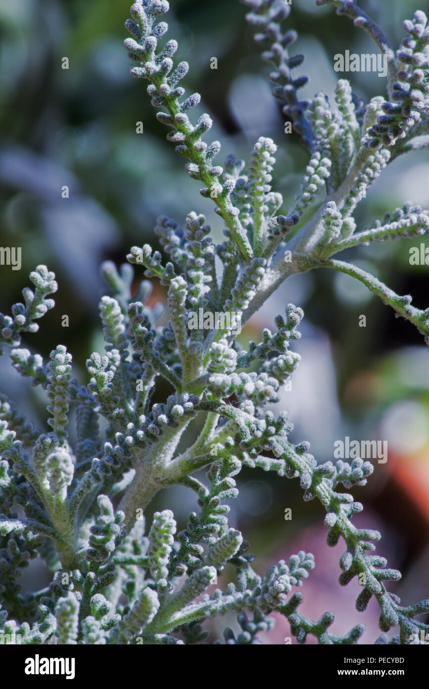 Lavender cotton hi-res stock photography and images - Alamy