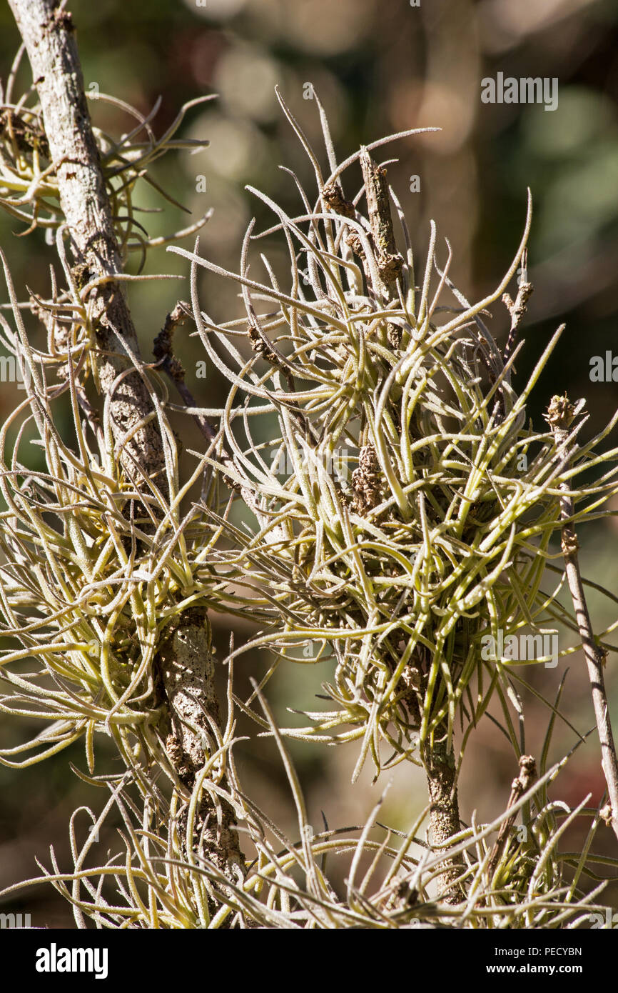 Air Plant Epiphyte High Resolution Stock Photography and Images - Alamy