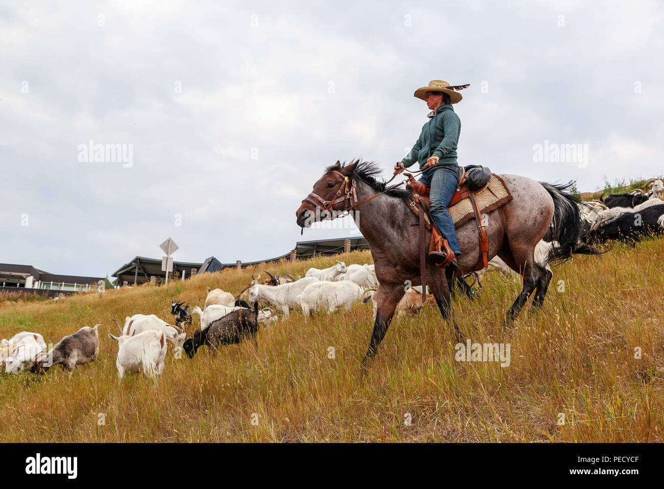 CALGARY, CANADA - AUG 12, 2018: A rancher shepherding goats in an ...