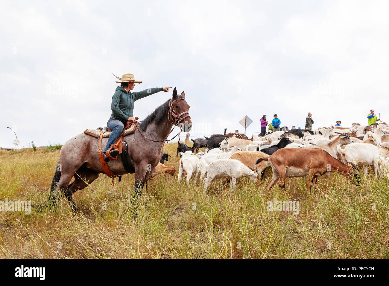 CALGARY, CANADA - AUG 12, 2018: A rancher shepherding goats in an ...