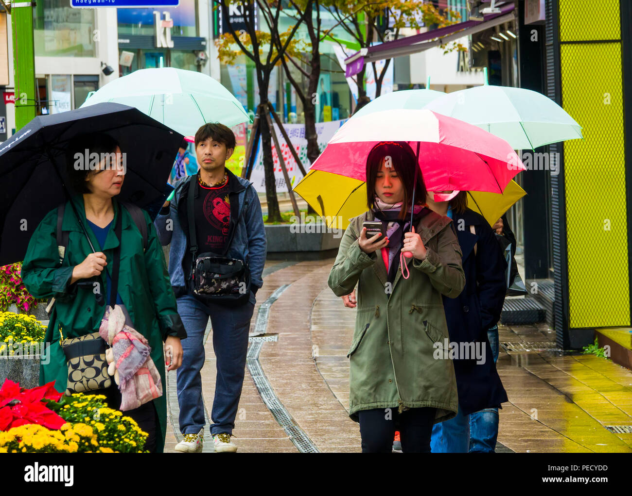 South Koreans with Umbrellas on Rainy Day Busan Pusan South Korea Asia ...