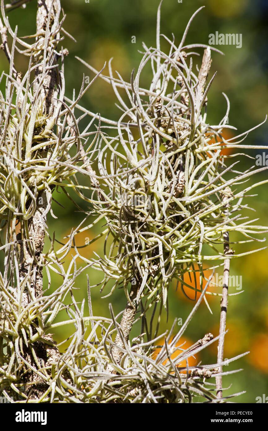 Air plant in natural habitat Stock Photo - Alamy